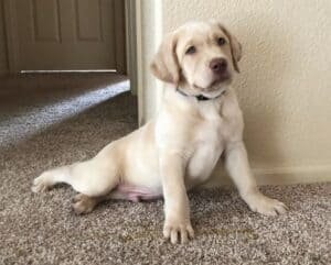 Where To Buy Champagne Labrador + (UNTOLD DETAILS)