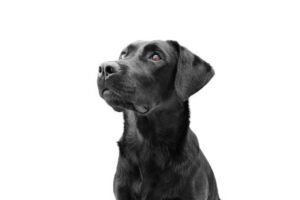 Expert Guide To Black Lab Puppies (Black Labrador FACTS)