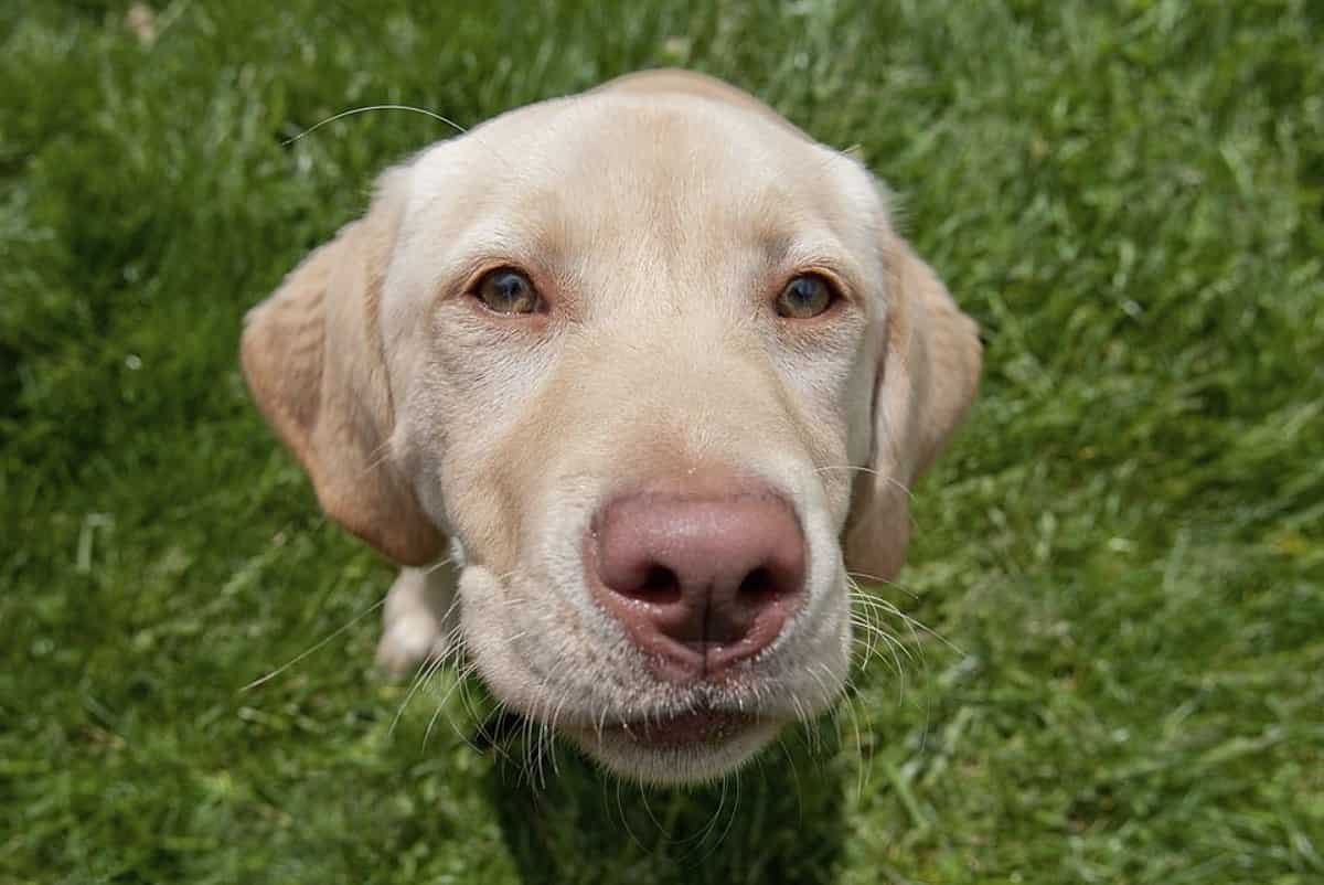 Does A Yellow Lab With Green Eyes Exist? Really?