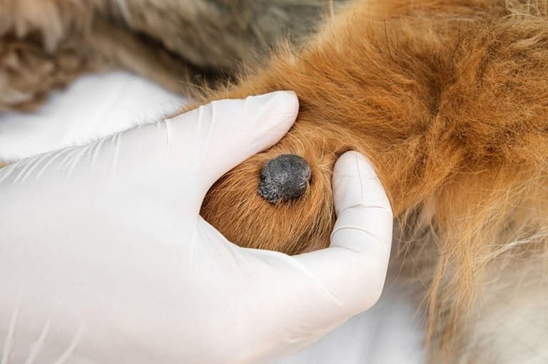Dog Elbow Callus: How To Care, Prevent And Treat?