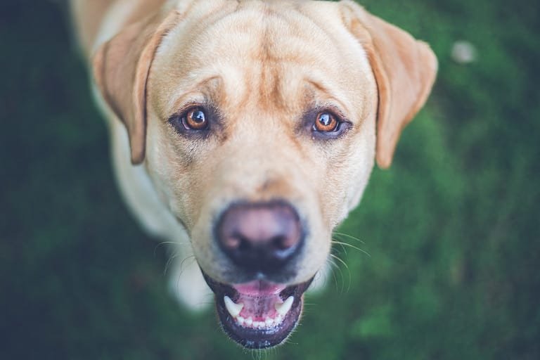 Labrador Behavior By Age: What To Expect & Key Phases