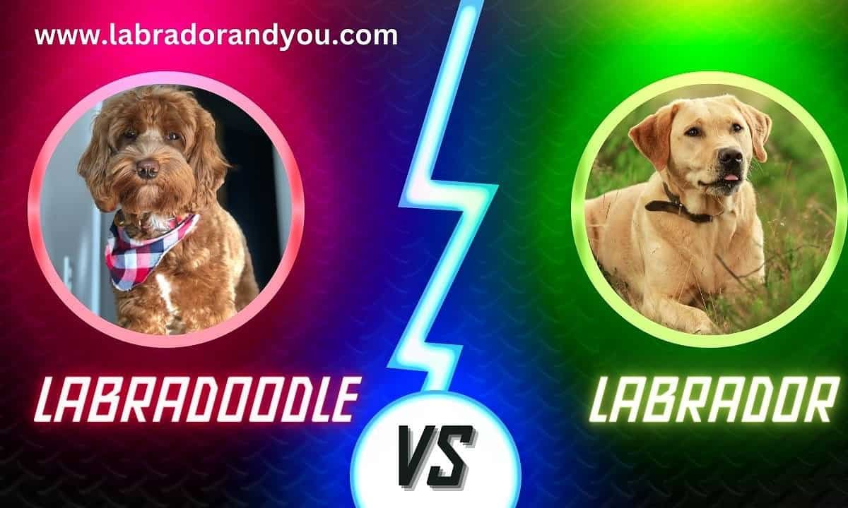 Labradoodle vs Labrador: Which is Better?