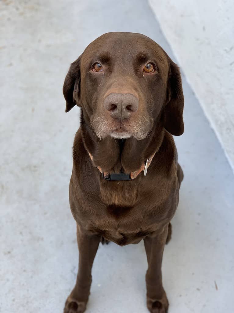 350 Best Chocolate Lab Names In The World Remarkable 350 Best Chocolate Lab Names In The World Remarkable