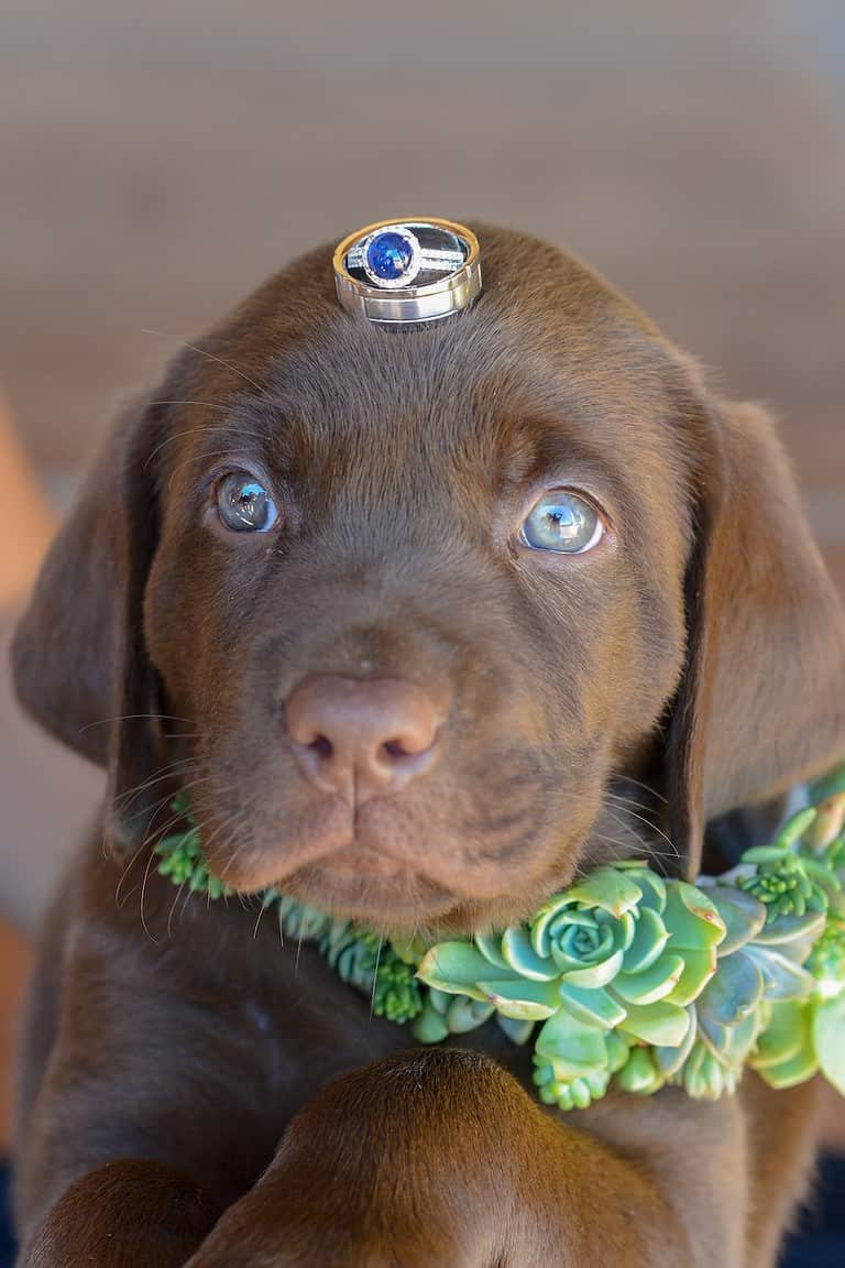 350 Best Chocolate Lab Names In The World- Remarkable