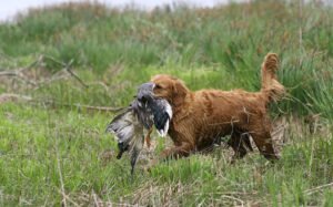 10 Best Duck Hunting Dogs Suited For Hunting