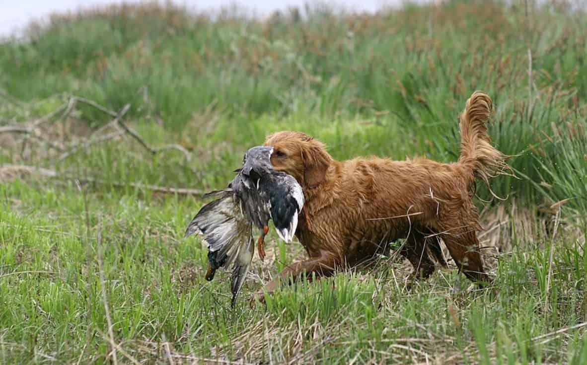 10 Best Duck Hunting Dogs Suited For Hunting