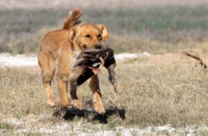 10 Best Duck Hunting Dogs Suited For Hunting