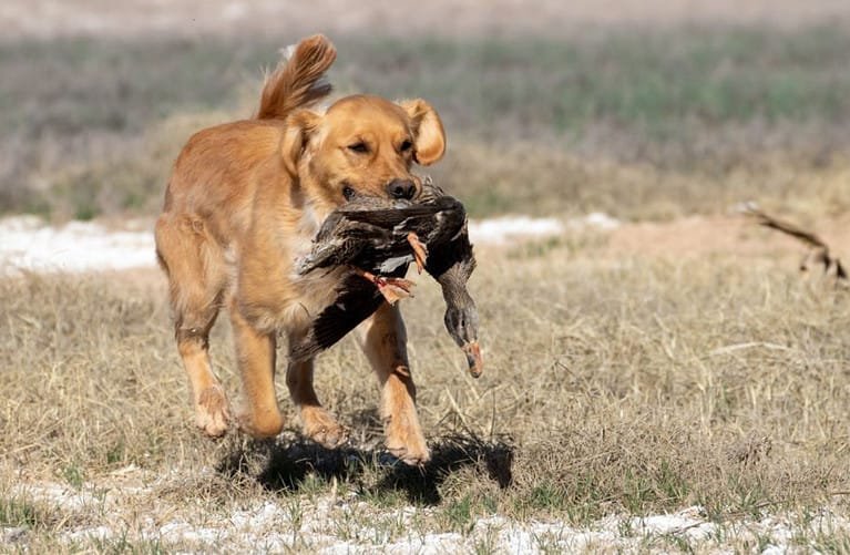 10 Best Duck Hunting Dogs Suited For Hunting