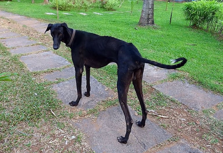 Limber Tail Syndrome: What It Is, Causes And Treatment