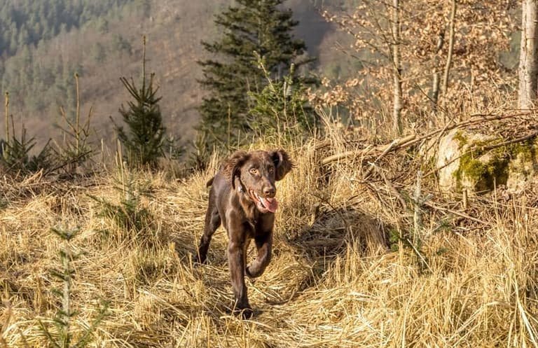 10 Best Duck Hunting Dogs Suited For Hunting