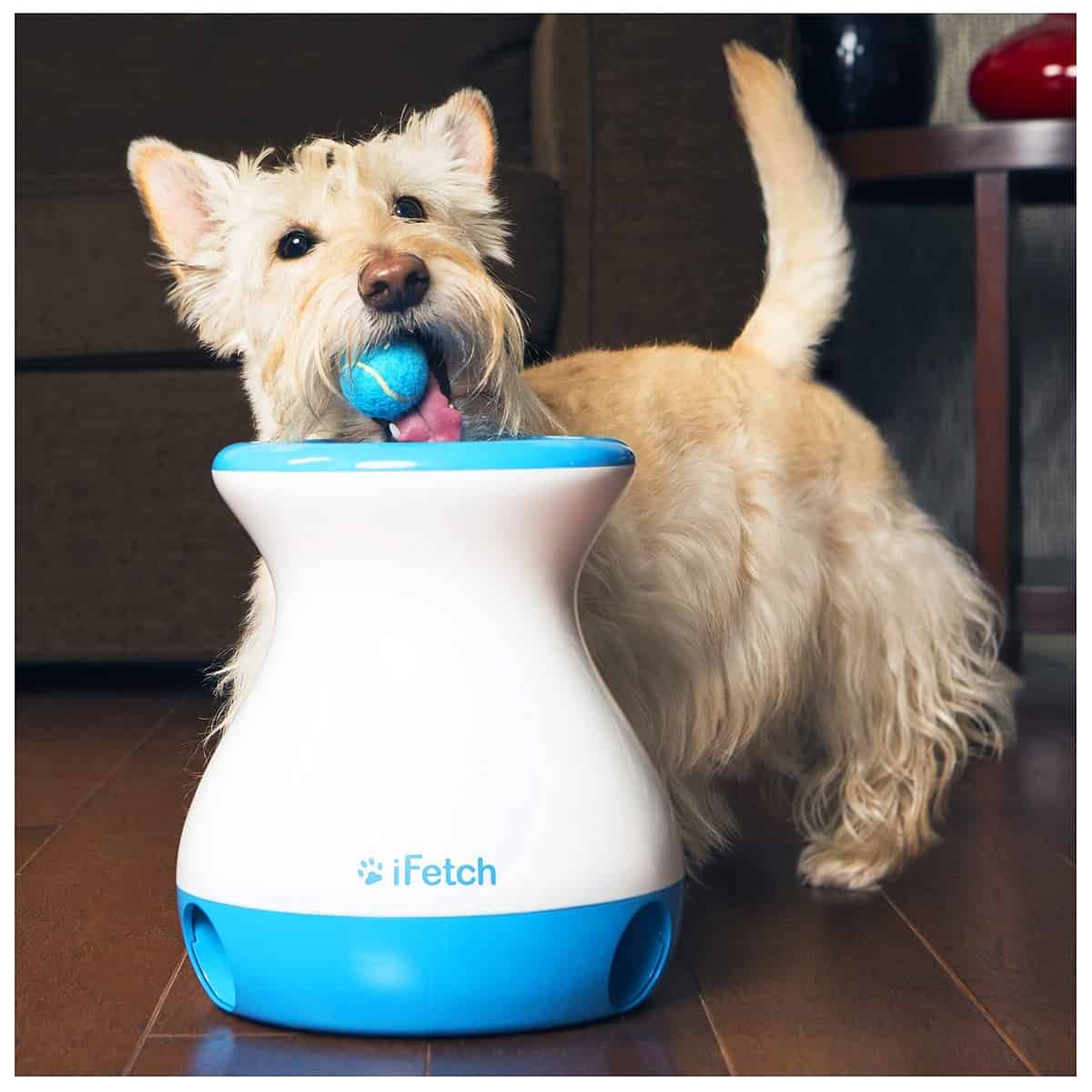 23 Best Puppy Toys For Labs To Keep Them Busy (2025)