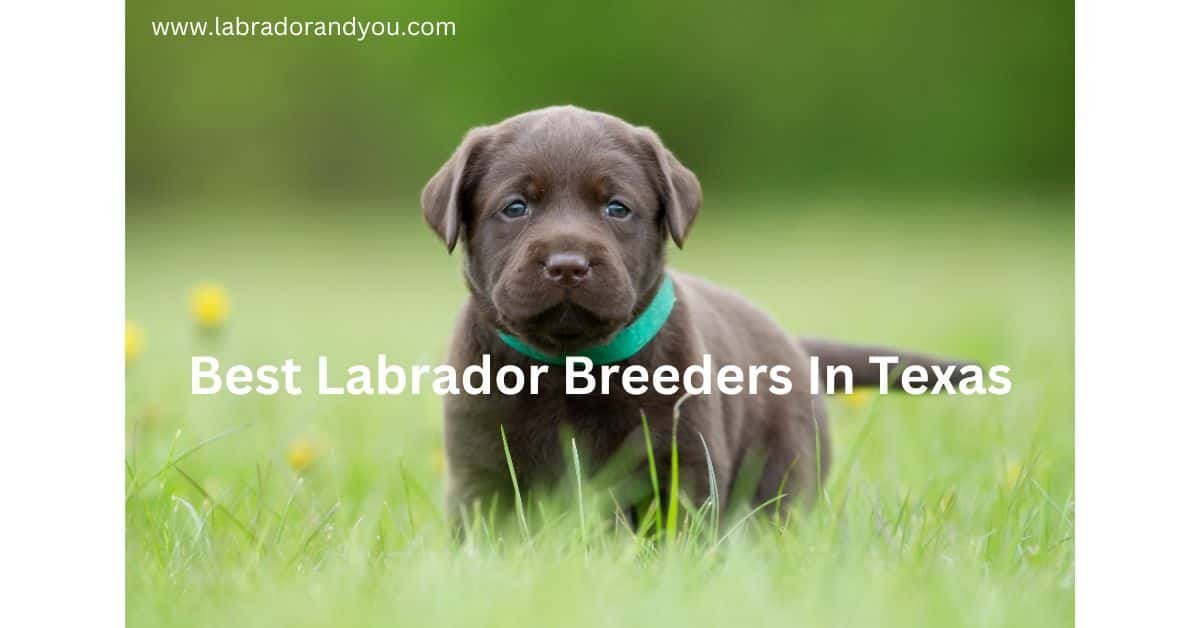 Breeding Labradors: Everything You Need to Know