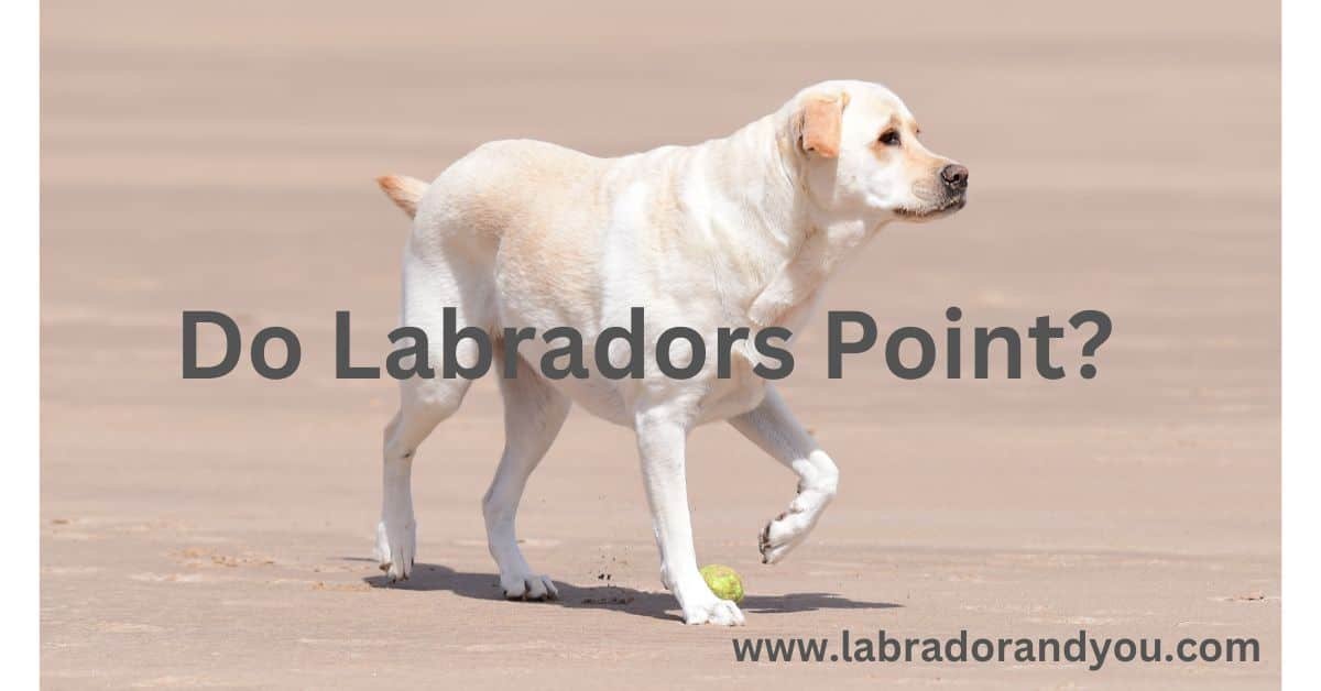 Do Labradors Point? Here's How To Train Them To Point