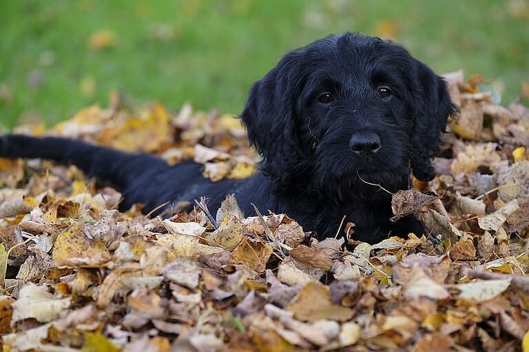 Know The Black Labradoodle Better With This Expert Guide
