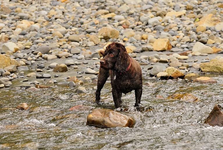 10 Best Duck Hunting Dogs Suited For Hunting