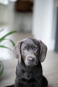 Charcoal Lab: Complete Review Of The Dilute Black Labrador