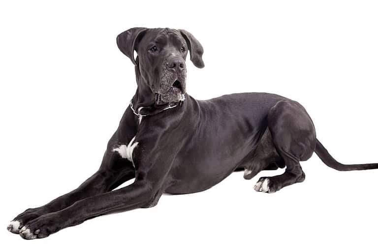 Great Dane Lab Mix: Should You Get This Gentle Giant Labradane?