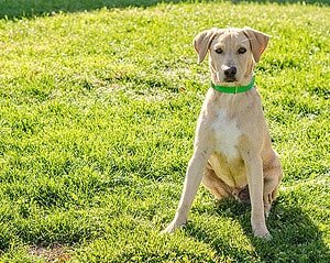 6 Month Old Lab Puppy: Training, Handling, Care [Updated]
