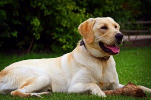 English Cream Labrador: Traits, Appearance, and History