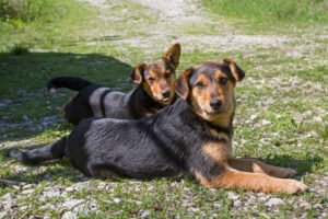 Dachshund Lab Mix - What To Expect From Them?
