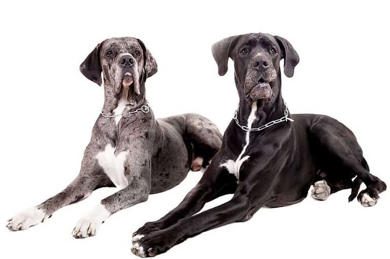 Great Dane Lab Mix: Should You Get This Gentle Giant Labradane?