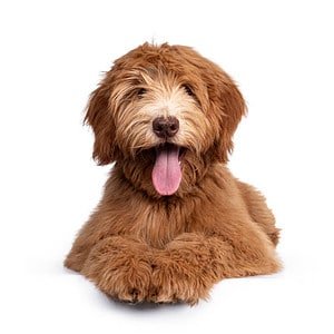 Australian Labradoodle Expert Guide: What You MUST Know!