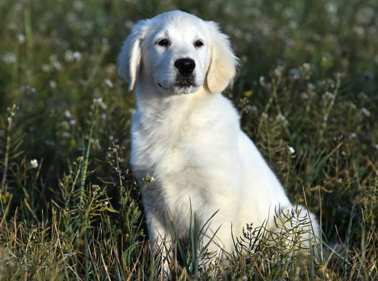 Great Pyrenees Lab Mix Facts, Size, Coat Colors, Exercise & More