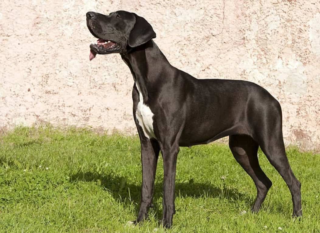 Great Dane Lab Mix: Should You Get This Gentle Giant Labradane?