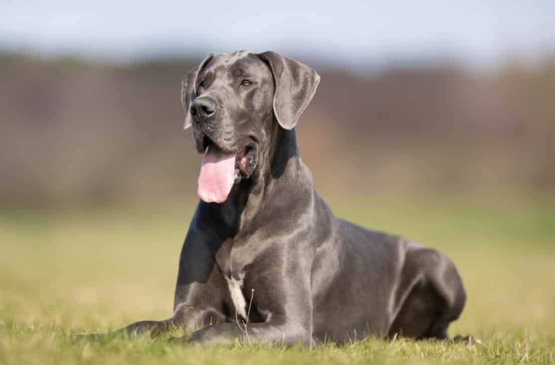 Great Dane Lab Mix: Should You Get This Gentle Giant Labradane?