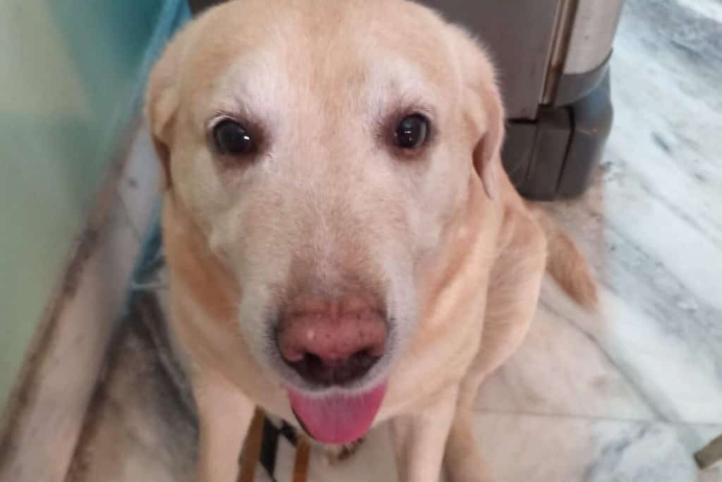 Yellow Lab: One-Stop Guide To The Yellow Labrador Retriever