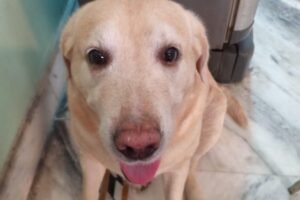 Yellow Lab: One-Stop Guide To The Yellow Labrador Retriever