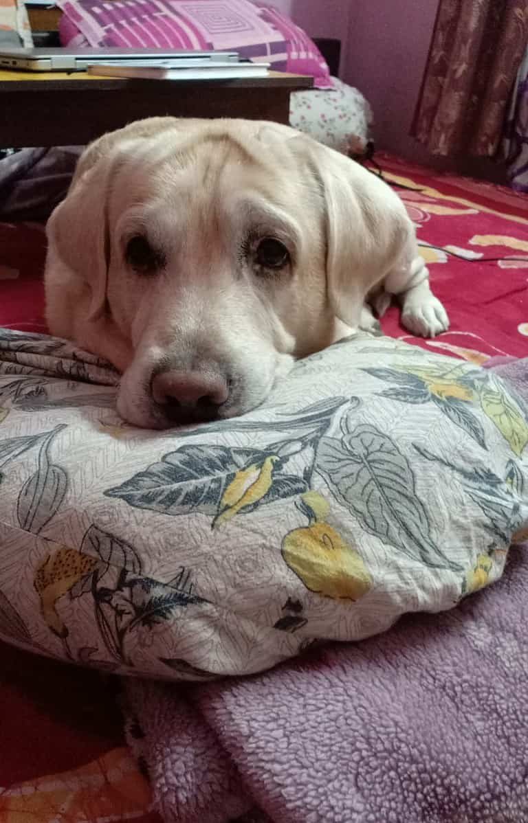 Yellow Lab: One-Stop Guide To The Yellow Labrador Retriever