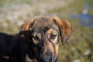 Black Mouth Cur Lab Mix: Everything To Expect From This Loyal Cross