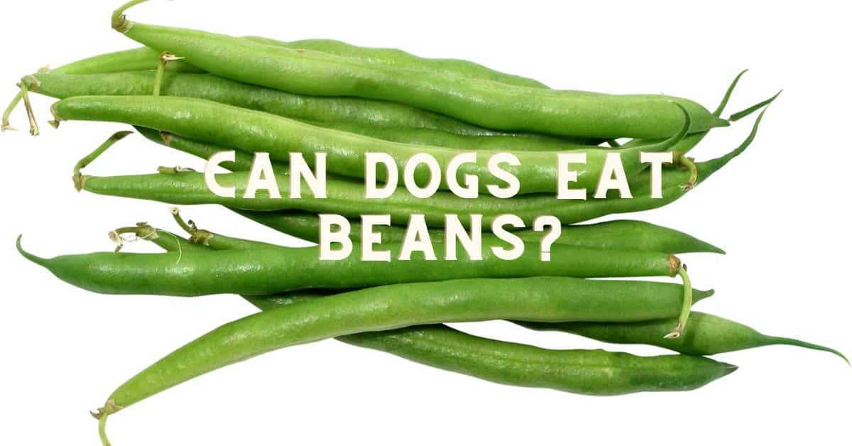 Can Dogs Eat Beans ? Type Of Bean Your Dogs Can Eat