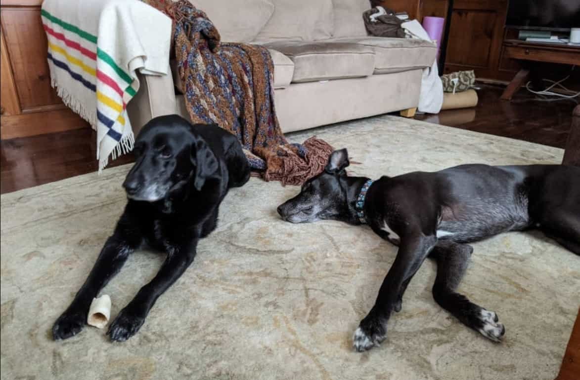 Great Dane Lab Mix: Should You Get This Gentle Giant Labradane?