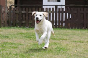 6 Month Old Lab Puppy: Training, Handling, Care [Updated]