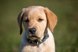 Dachshund Lab Mix - What To Expect From Them?