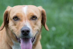Black Mouth Cur Lab Mix: Everything To Expect From This Loyal Cross