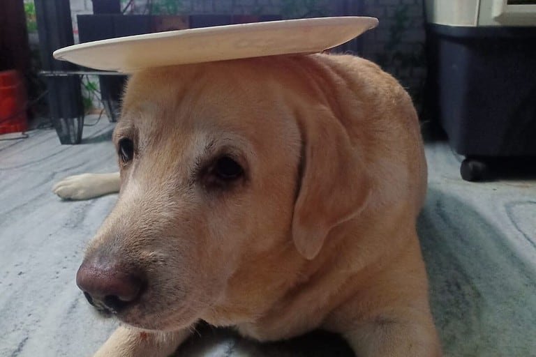 Yellow Lab: One-Stop Guide To The Yellow Labrador Retriever