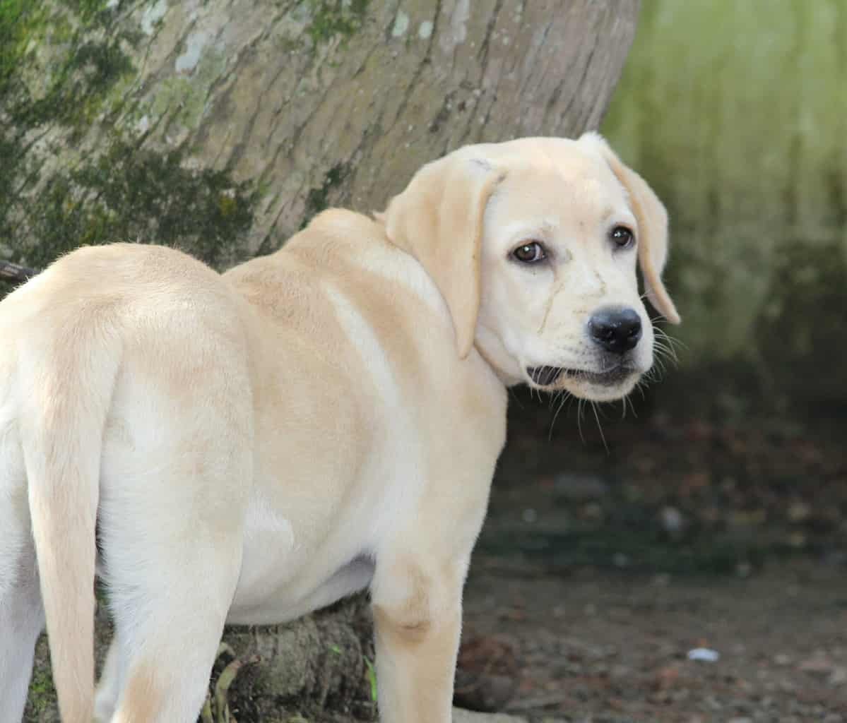 6 Month Old Lab Puppy: Training, Handling, Care [Updated]