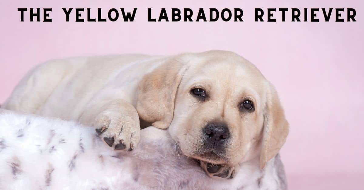 Yellow Lab: One-Stop Guide To The Yellow Labrador Retriever
