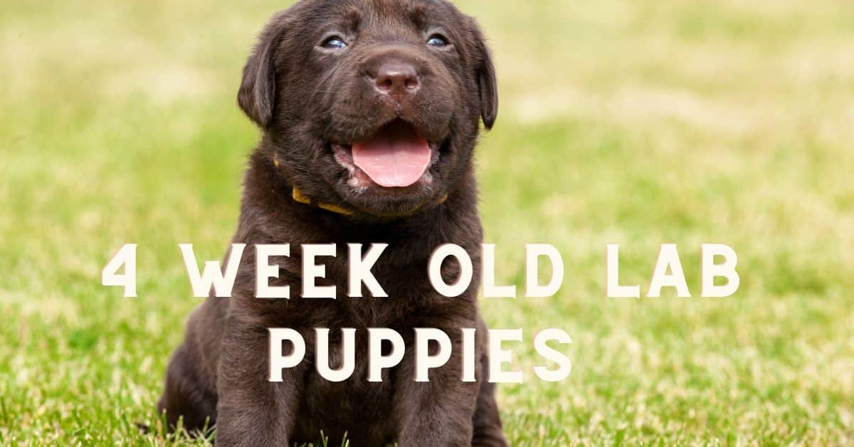 4 week old lab puppies: Training And Feeding Guide