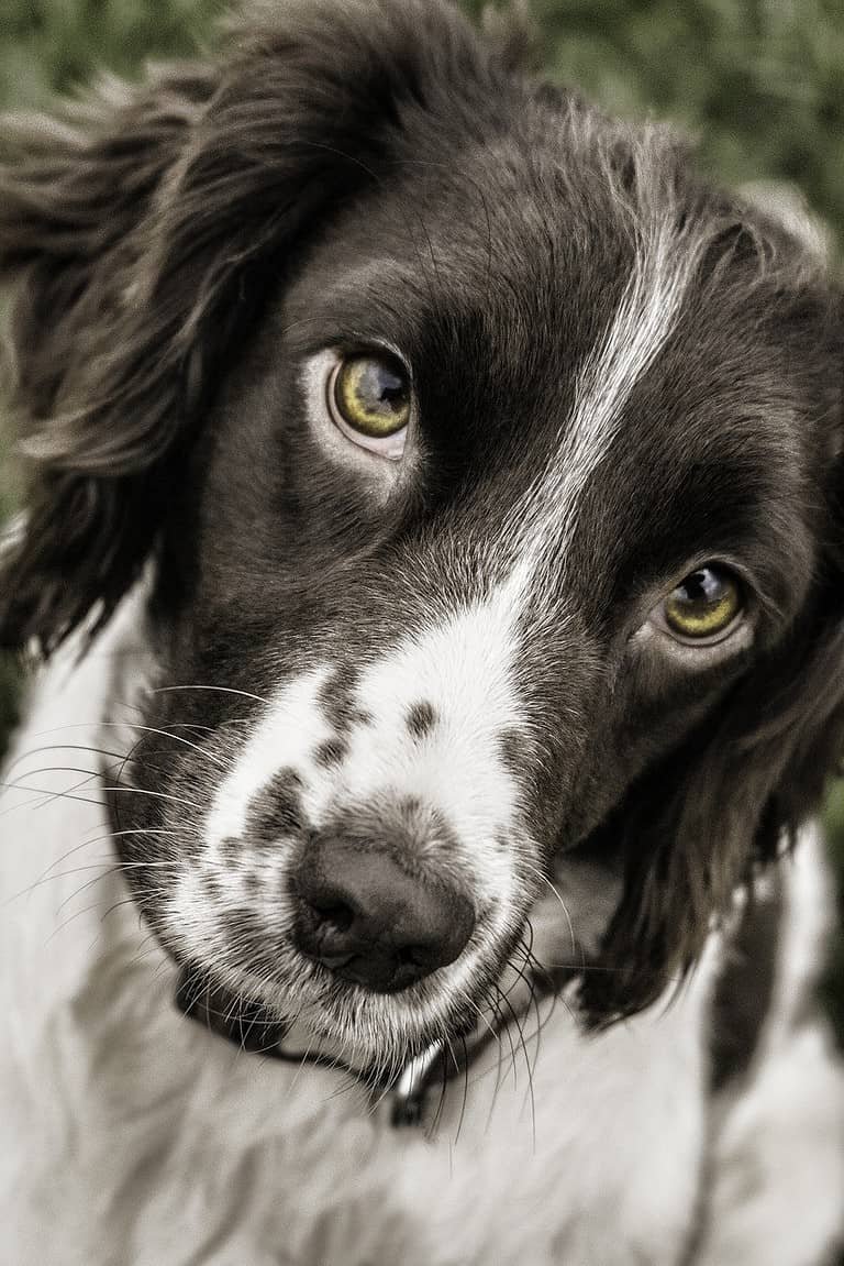Springador Guide: Expert Guide To The Springer Spaniel Mix