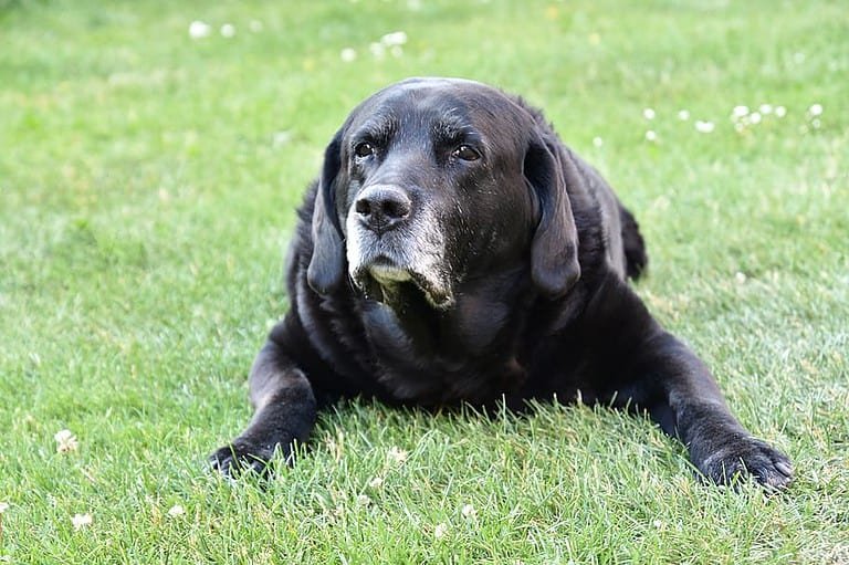 Is Your Black Lab With White Chest A Purebred Lab?