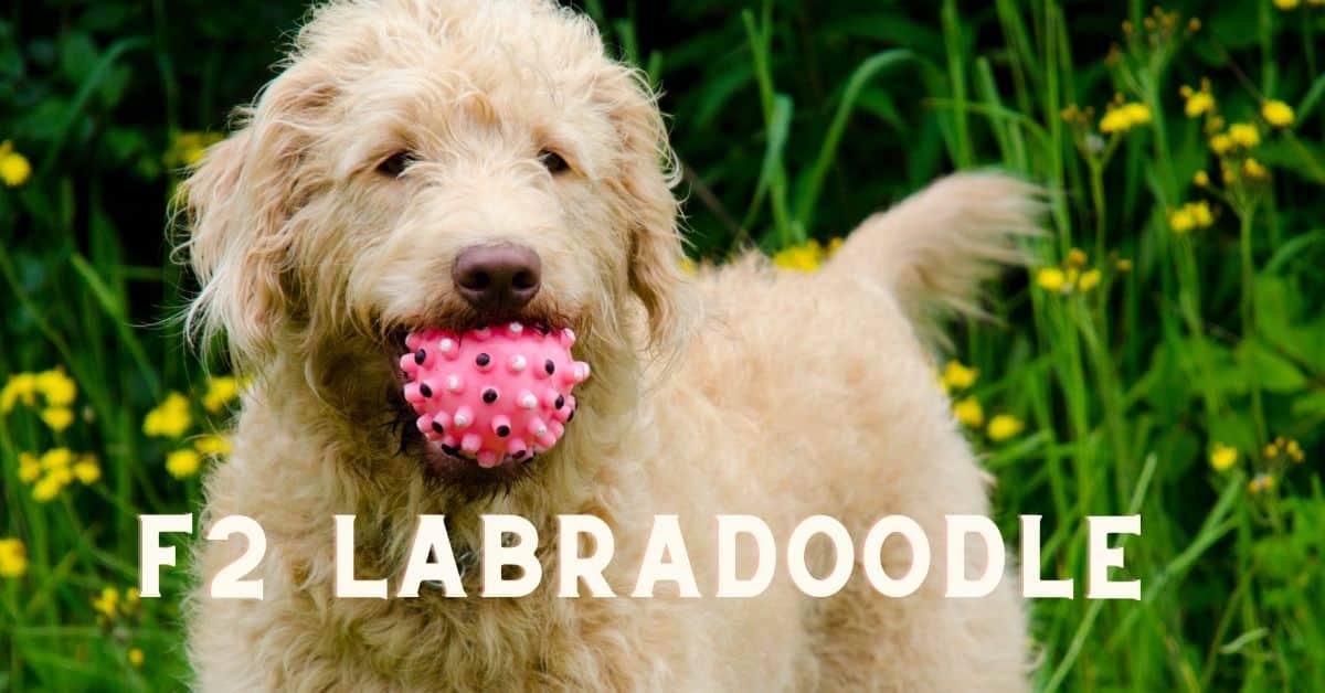 F2 Labradoodle: All About The Second Filial Generation Of Labradoodles