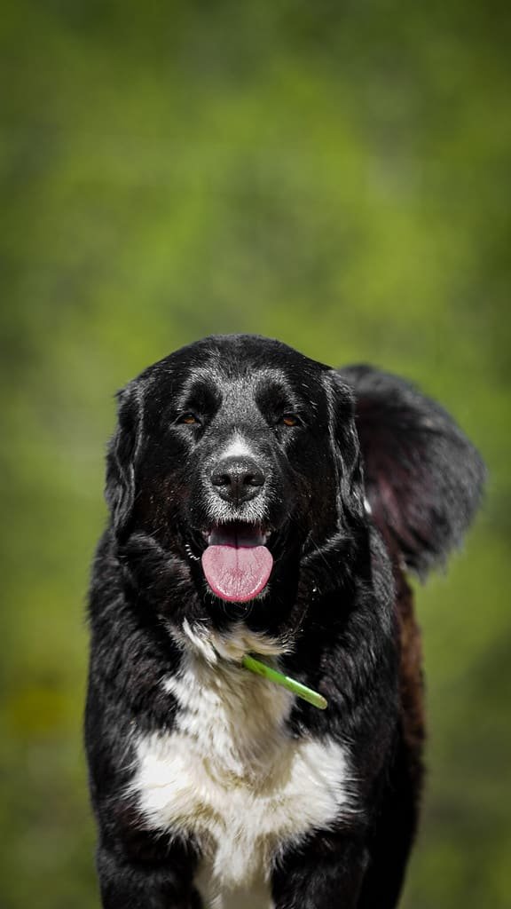 Labernese: A Guide to the Bernese Mountain Dog Lab Mix Breed