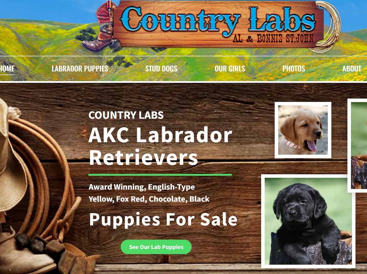 12 Fox Red Labrador Breeders | Quality Lab Puppies for Sale