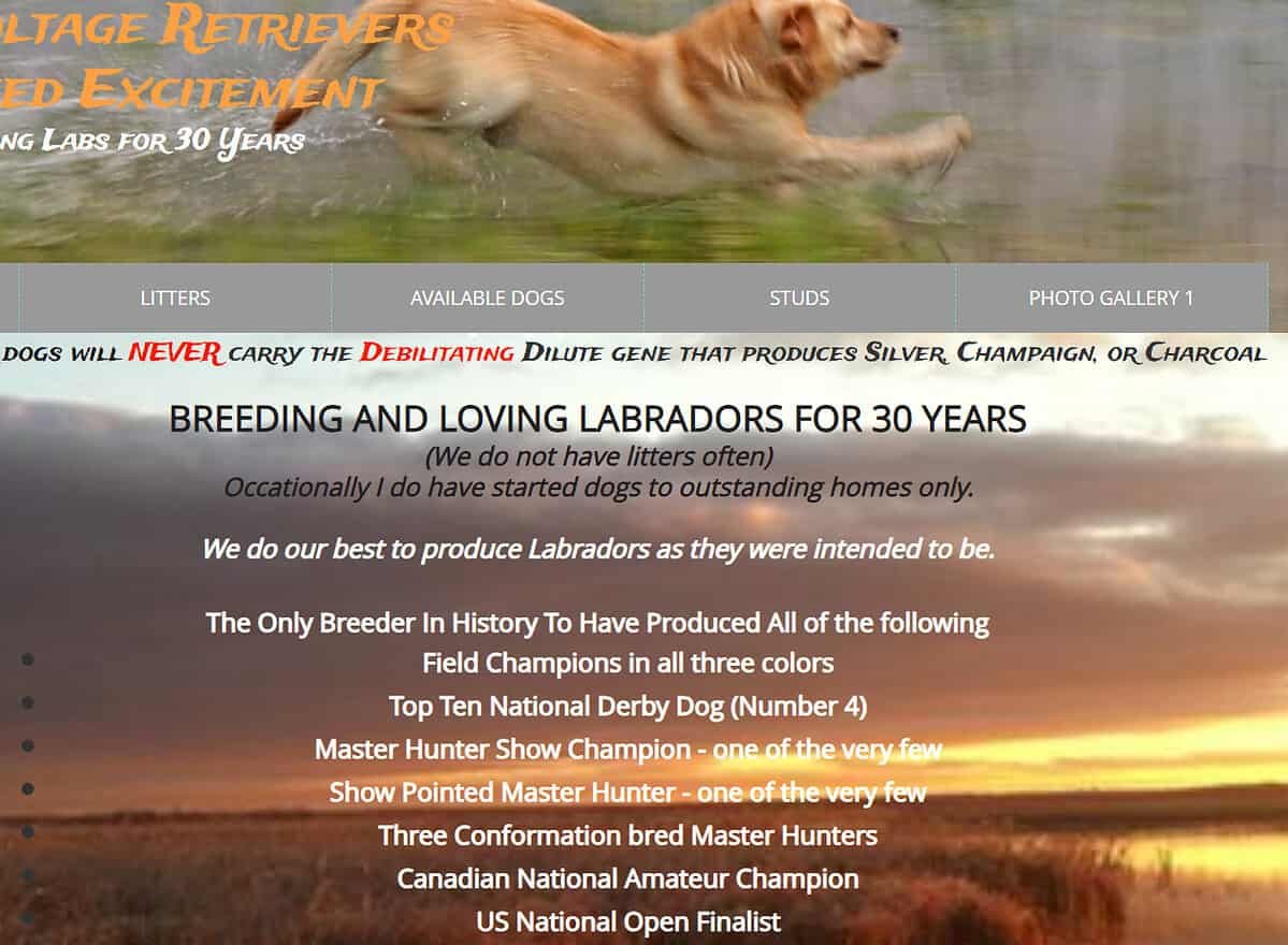 21 Best Lab Breeders In Minnesota In 2023 (Trusted)