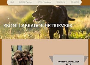 21 Best Lab Breeders In Minnesota In 2023 (Trusted)