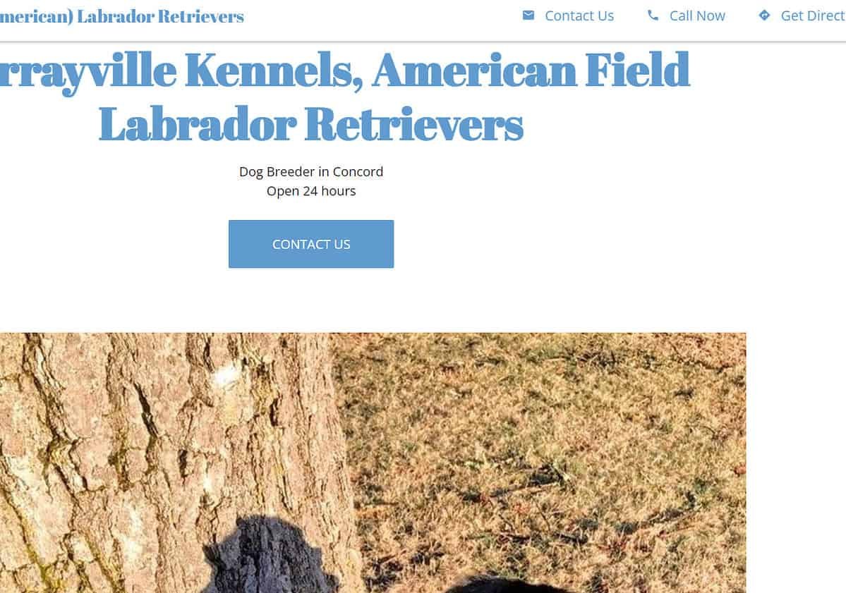 10 Best Labrador Retriever Breeders NH